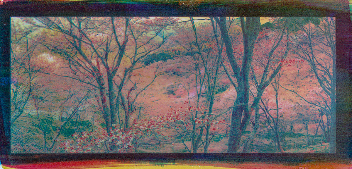 Japanese Cherry Blossoms, Japan – Mohan Bhasker Photography